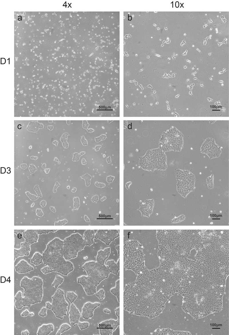 Allen Cell Collection