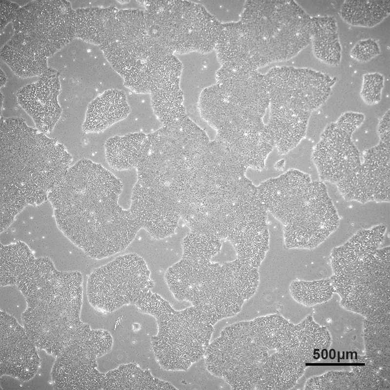 Allen Cell Collection