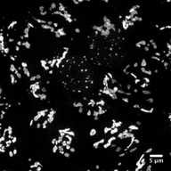 Allen Cell Collection