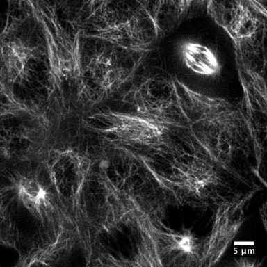 Allen Cell Collection