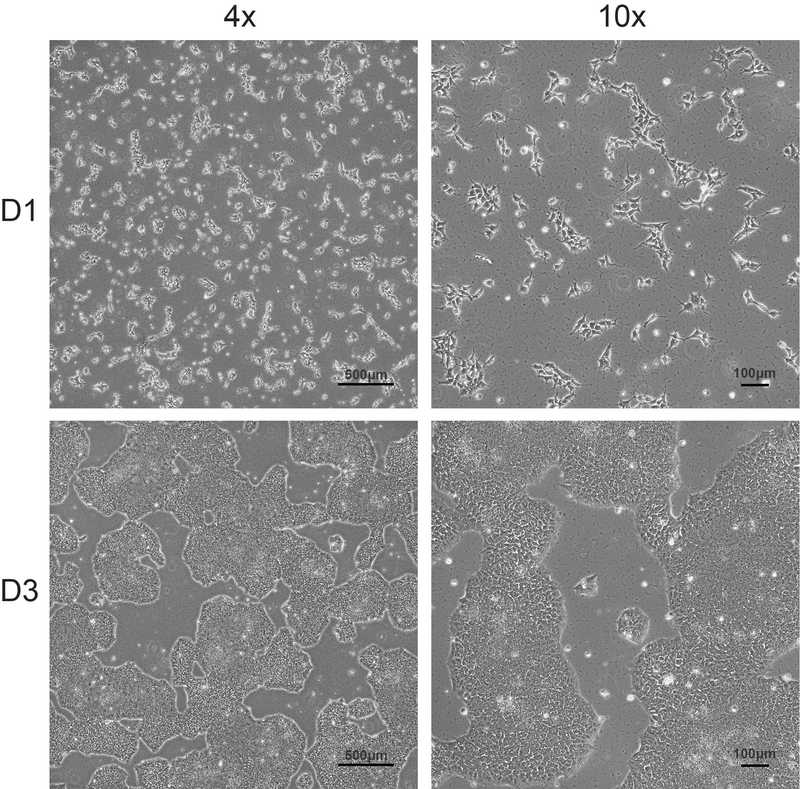 Allen Cell Collection