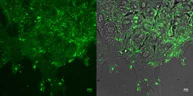 Allen Cell Collection